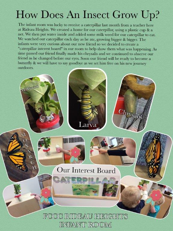 How Does an Insect Grow Up? - Frontenac County Childcare Centre